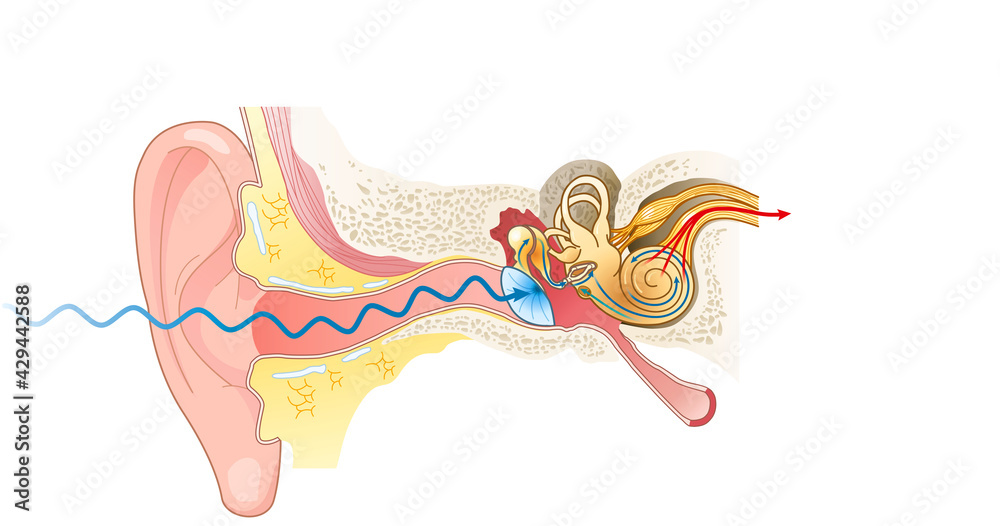 Ear anatomy. Illustration showing the way of a sound wave to the brain ...