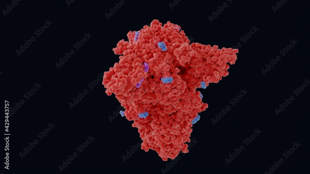 Stabilized SARS-CoV-2 spike protein as a COVID-19 vaccine. It adopts a ...