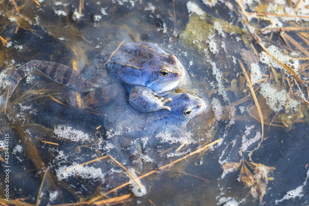 Blue Frog - Frog Arvalis on the surface of a swamp. Photo of wild ...