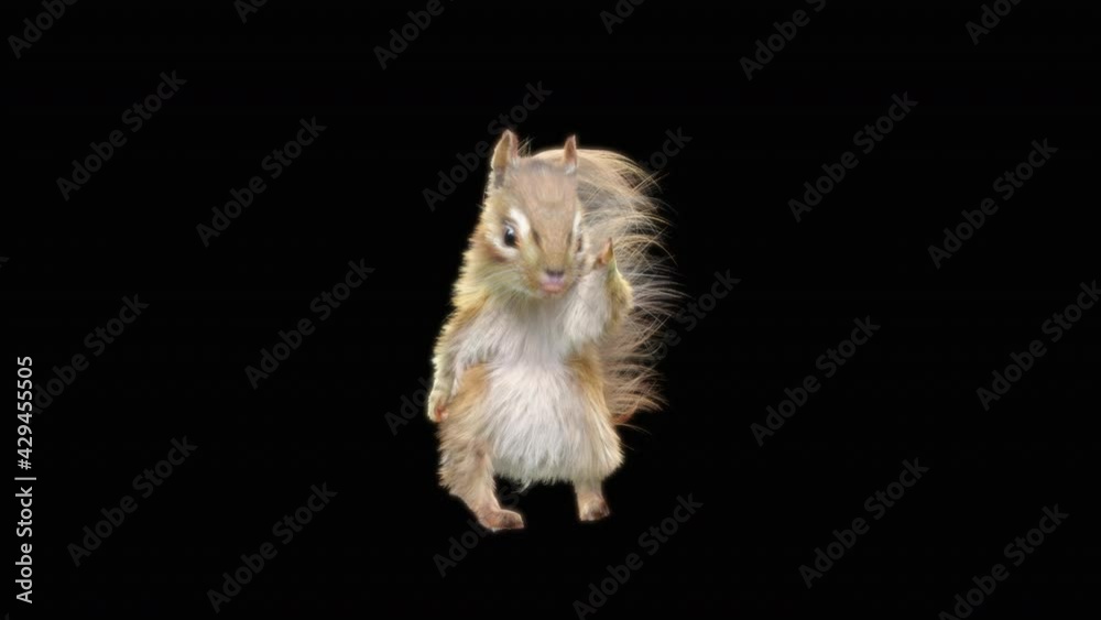 Chipmunk Dance CG fur. 3d rendering, animal realistic CGI VFX ...