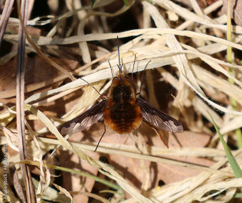 The Dark Edged Bee-fly basking between flights on some grass stems ...