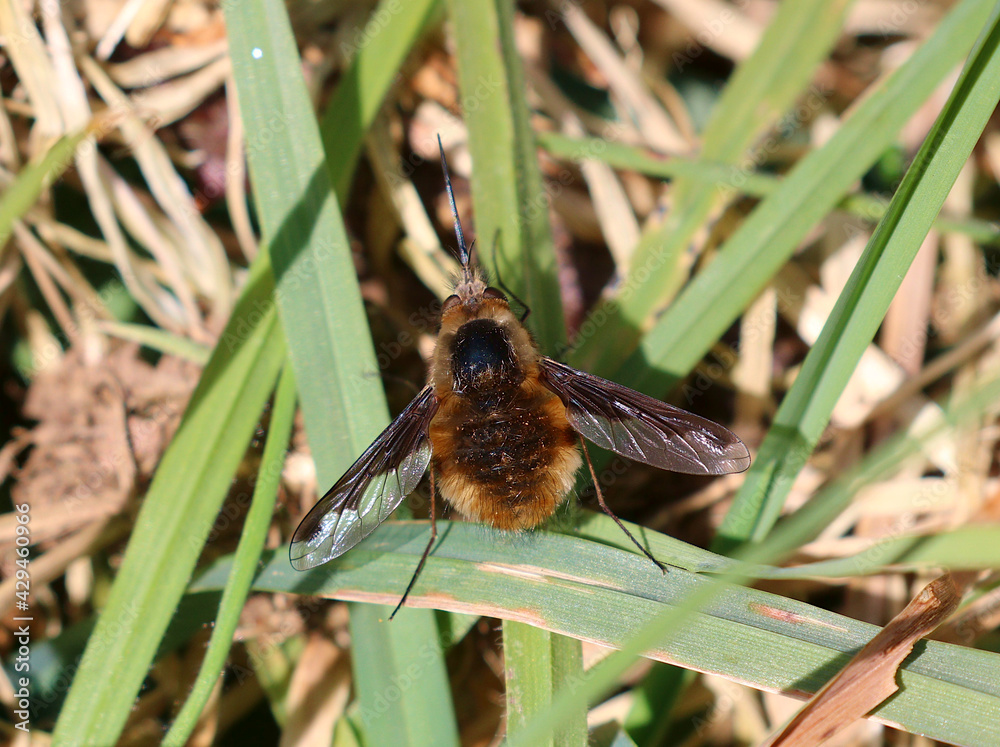 The Dark Edged Bee-fly basking between flights on some grass stems ...