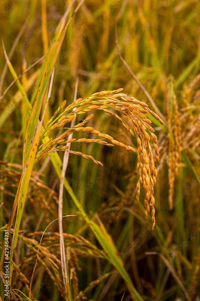 Nice and golden rice trees on a rice field ready for cultivation! Stock ...