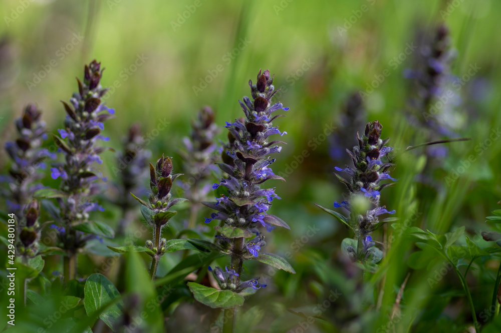 Ajuga reptans blue bugle flowering sprintime plants, group of bugleweed ...