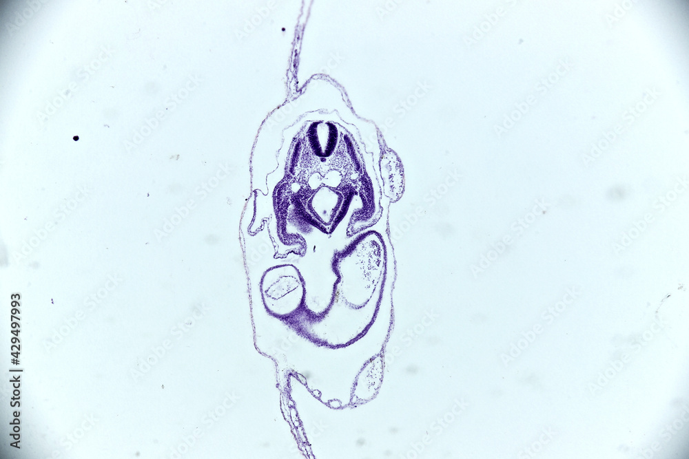 Developmental stages of a chicken embryo Stock Photo | Adobe Stock