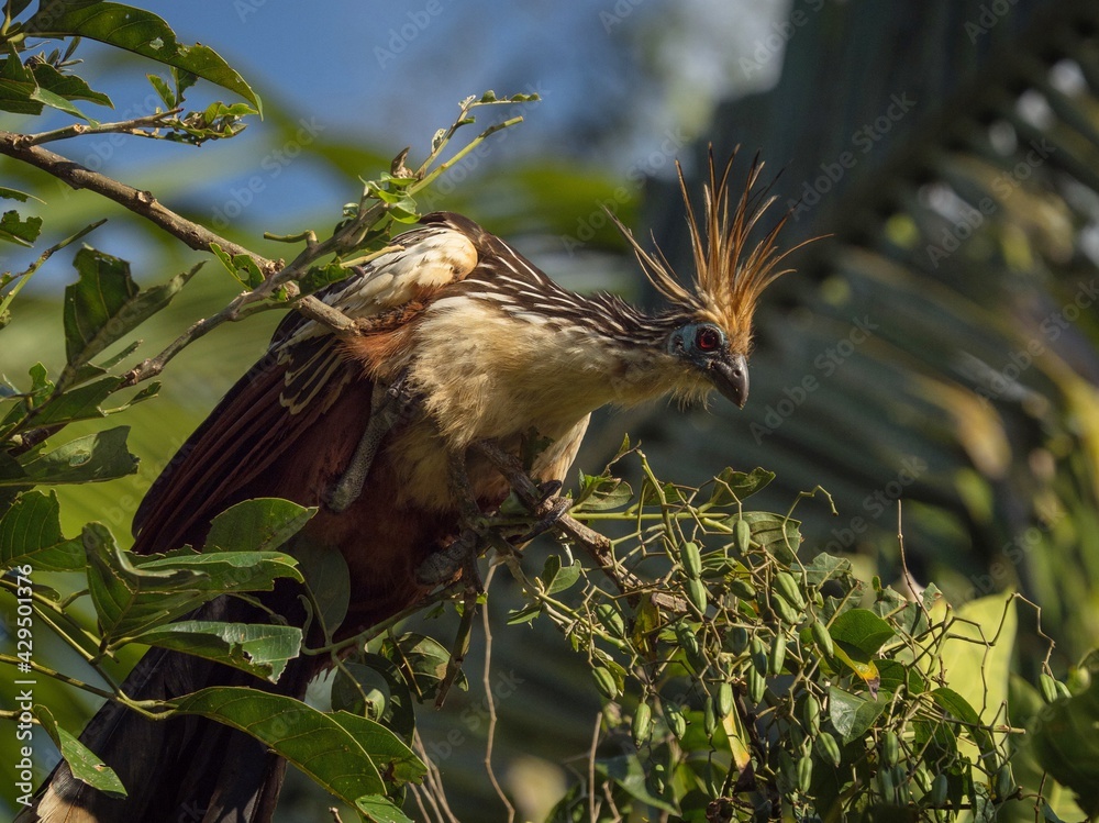 Exotic colorful Hoatzin bird Opisthocomus hoazin in lush green tropical ...