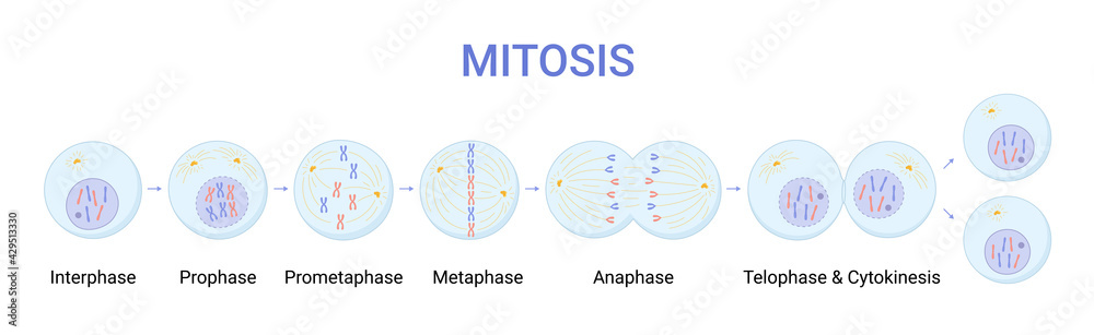 Vector illustration of Mitosis phases. Cell division Stock Vector ...