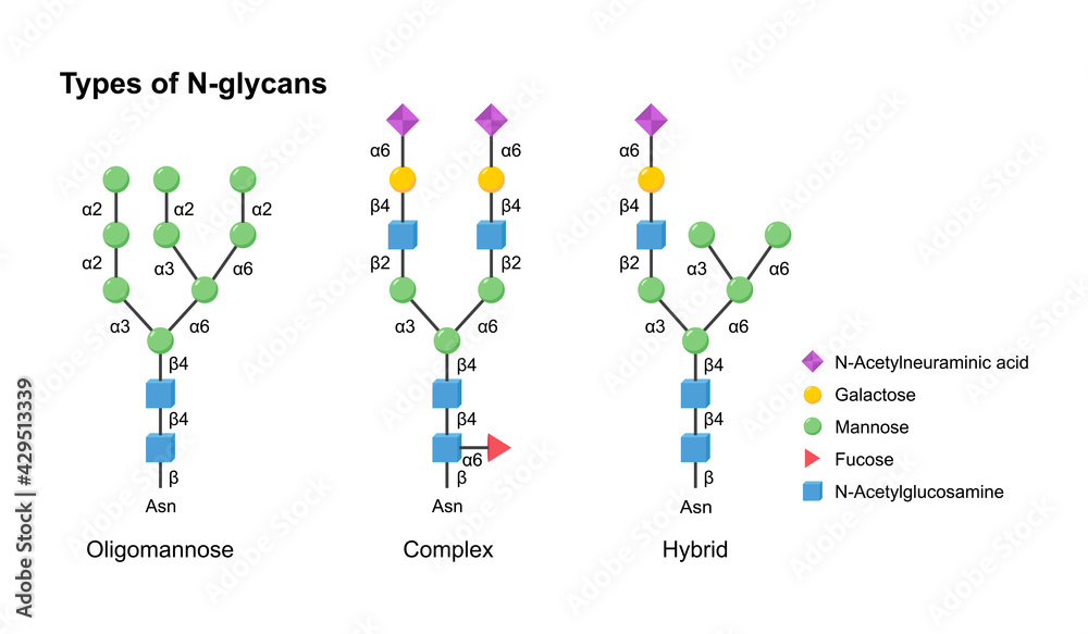 Vector types of N-glycans. Oligomannose, complex and hybrid. vector de ...