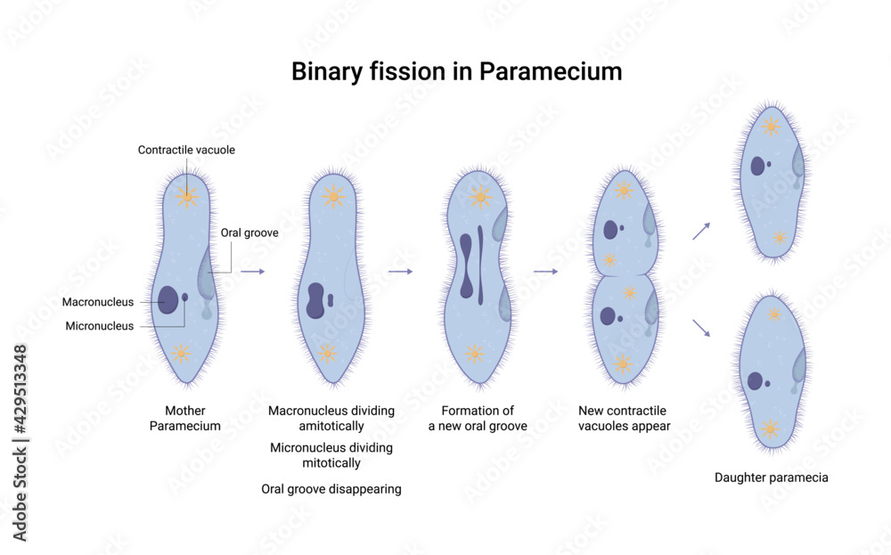 Vector illustration of binary fission of Paramecium. Educational ...