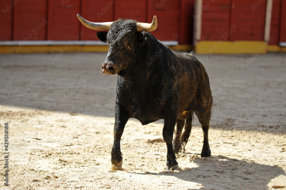 Fotka „un toro español con mirada desafiante en una plaza de toros ...