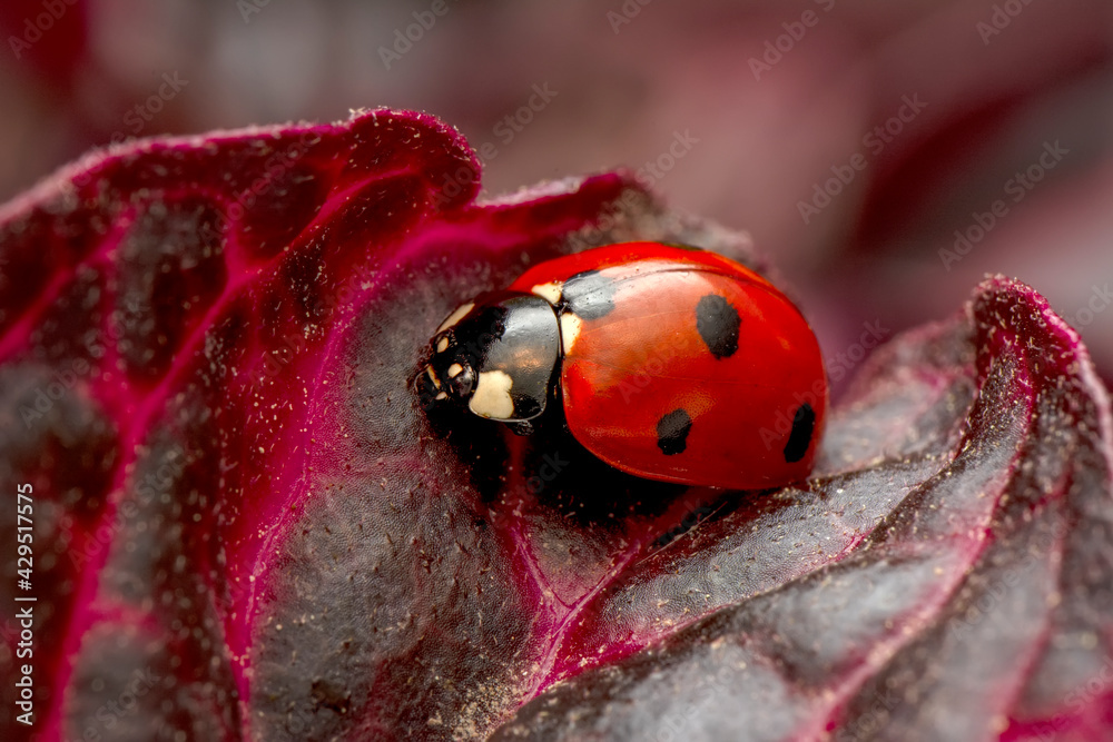 Extreme macro shots, Beautiful ladybug on flower leaf defocused ...