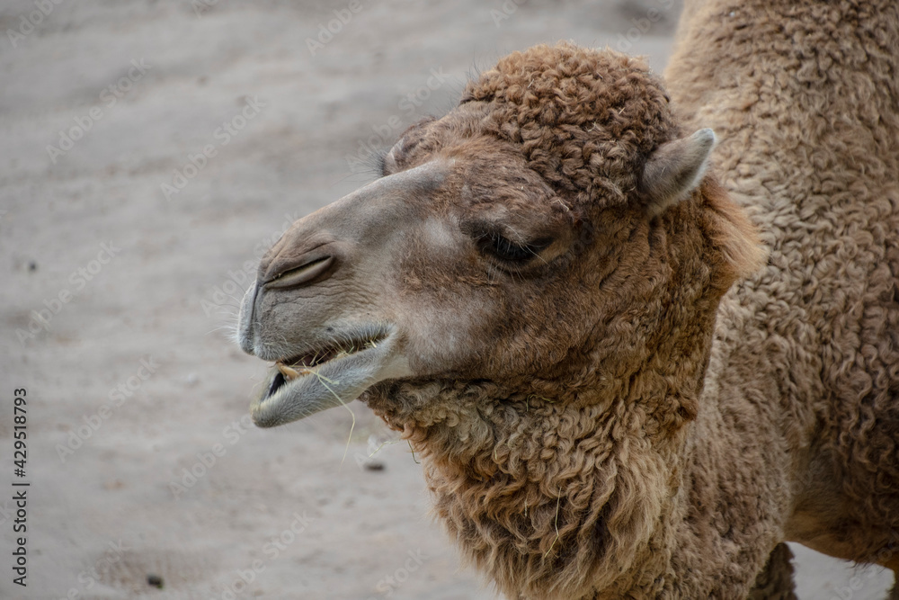 Bactrian camel, Camelus bactrianus is a large, even-toed ungulate ...