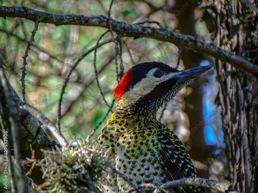 Pájaro Carpintero, posando en la rama de los arboles con su bella ...