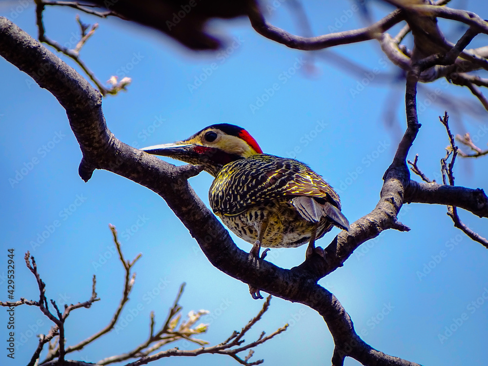 Pájaro Carpintero, posando en la rama de los arboles con su bella ...