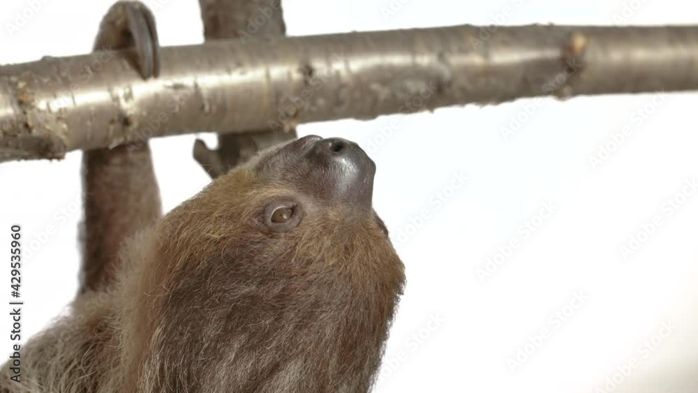 White background sloth with copy space hanging upside down slow motion ...