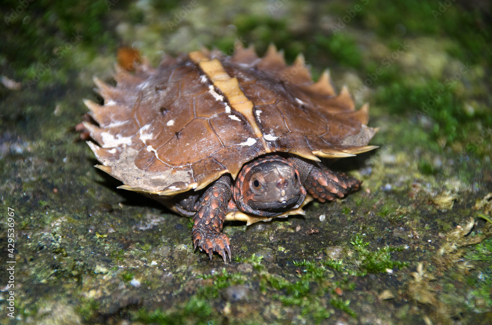 Spiny turtle (Heosemys spinosa) on the rock with green moss. Stock ...
