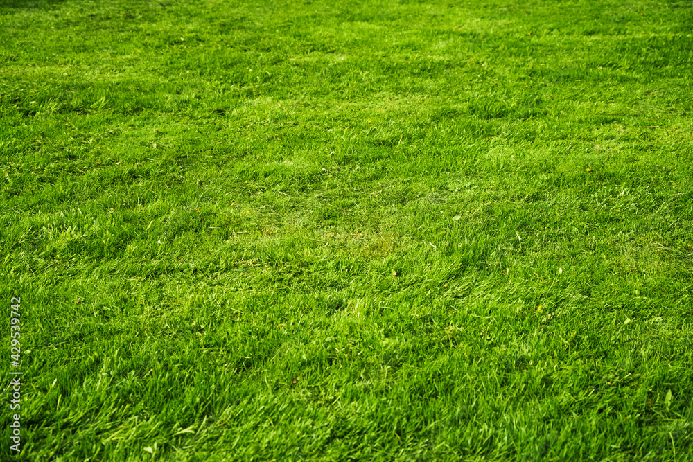 texture green juicy fresh grass as background on a sunny day Stock ...
