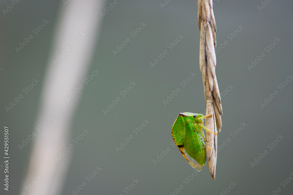 buffalo cicada, green cicada horned. Picture of a cicada up close ...