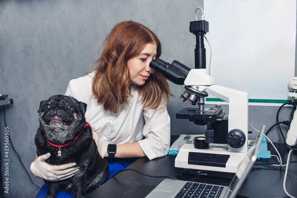 Veterinarian looks through a microscope with a pug in his arms Stock ...