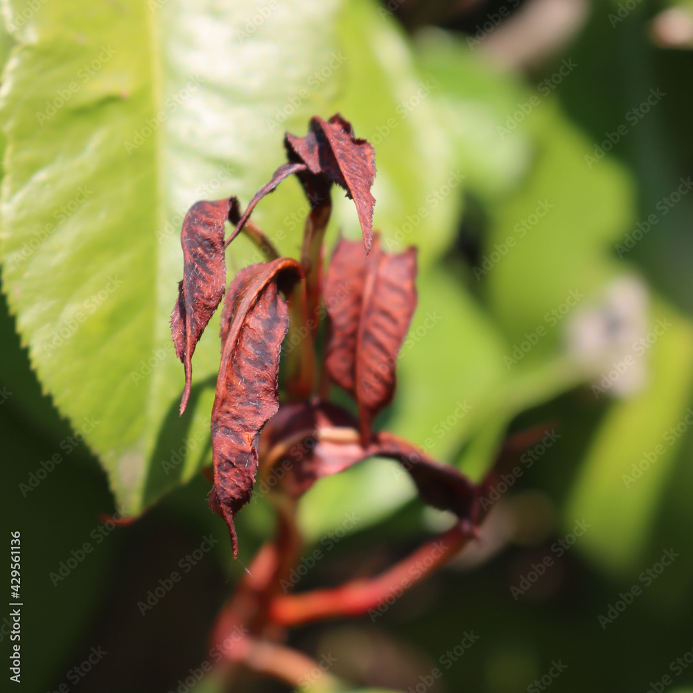Photinia new leaves on bush damaged by frost on early springtime ...