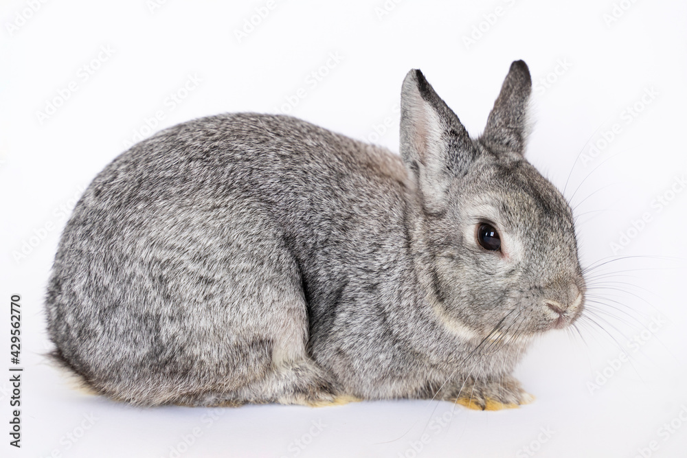Young gray rabbit on a white isolated background. Pet bunny sniffs and ...