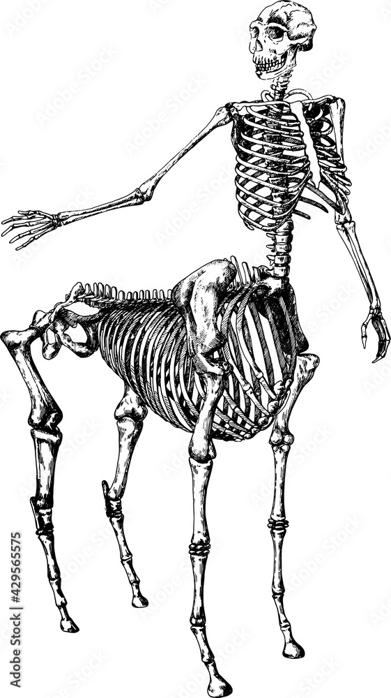 Centaurs Skeleton Anatomy monochromatic illustration. line art hand ...