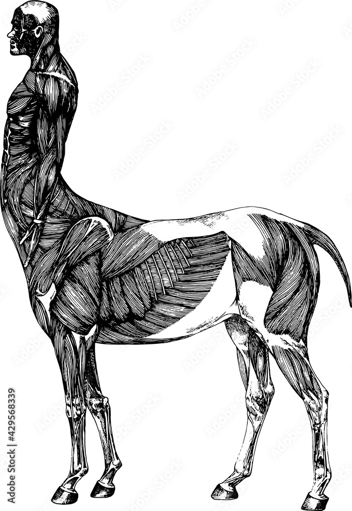 Centaur Muscular Anatomy freehand monochromatic line art illustration ...