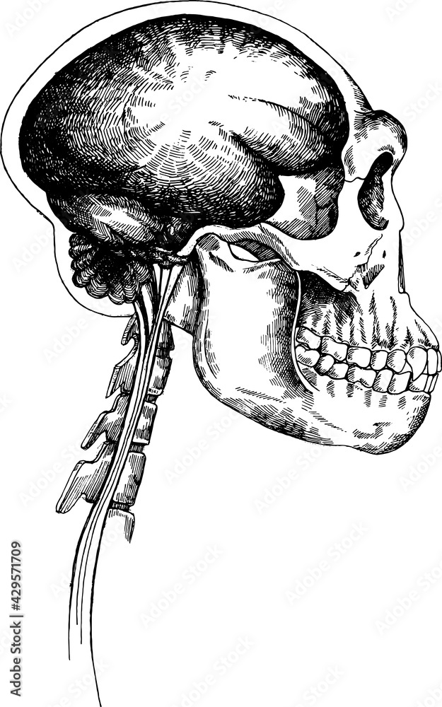 homo erectus brain vintage illustration Homo Erectus Skull ...
