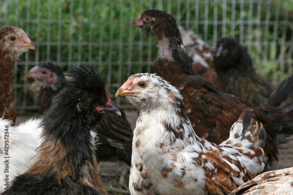 Hen. Organic chicken farming. Organic agriculture. little birds, farm ...