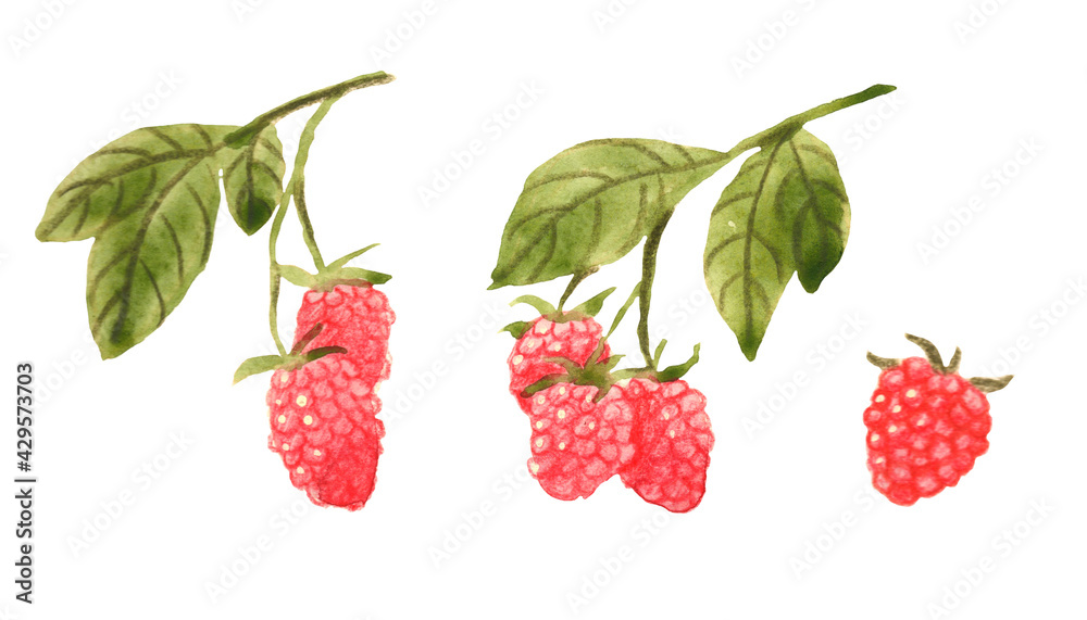 Watercolor illustration of pink forest raspberry with leaves, branches ...