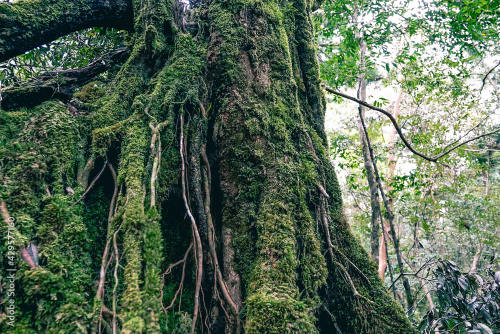 Deep green forest and rivers in Yakushima, Japan Stock Photo | Adobe Stock