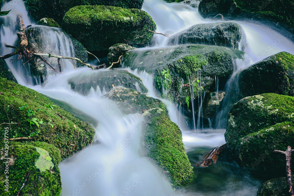 Deep green forest and rivers in Yakushima, Japan Stock Photo | Adobe Stock