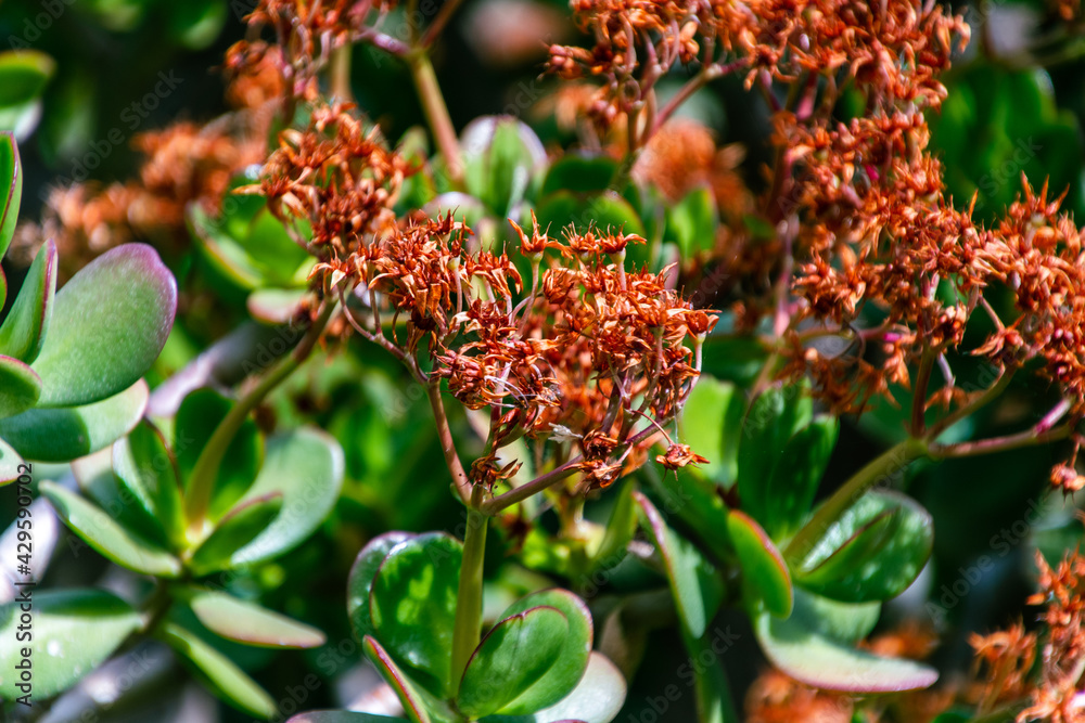 Crassula sp pertenece a la familia Crassulaceae Stock Photo | Adobe Stock