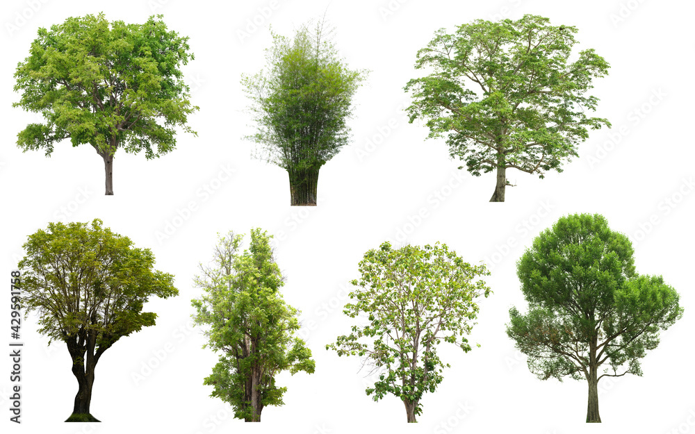 Collection of tree side view isolated on white background for landscape ...
