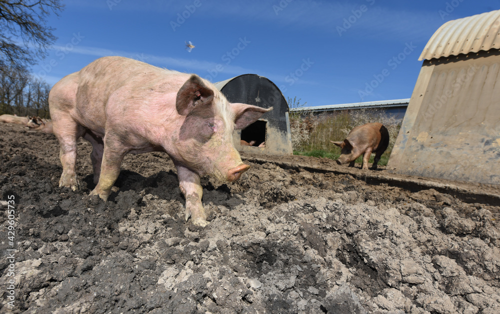 porc cochon elevage ferme agriculture ferme wallonie Belgique Stock ...