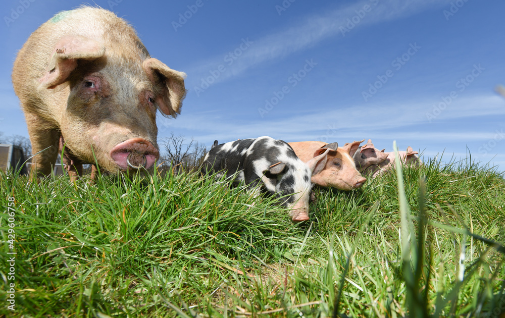 porc cochon elevage ferme agriculture ferme wallonie Belgique Stock ...