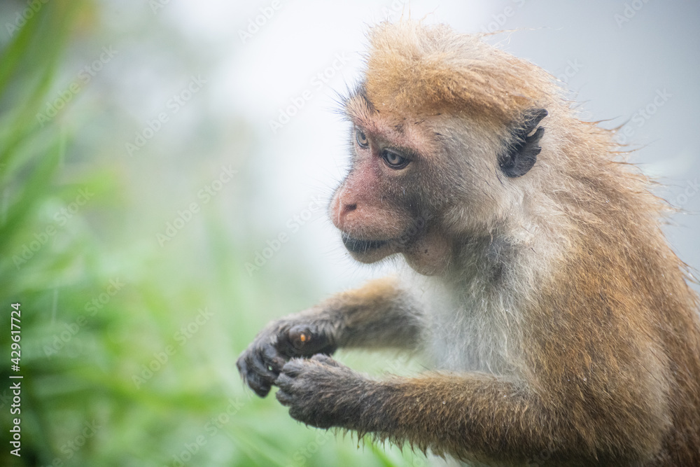 Toque macaque shivering and eating fruits at the same time in cold ...