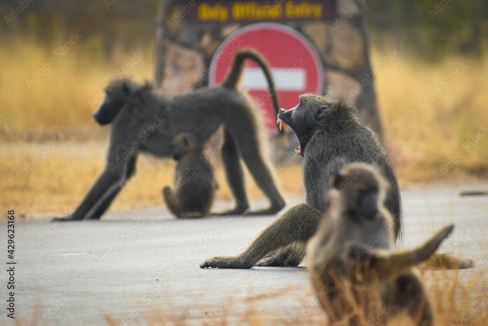 Wild Baboon sitting on tarred road opening wide mouth - Stop sign in ...