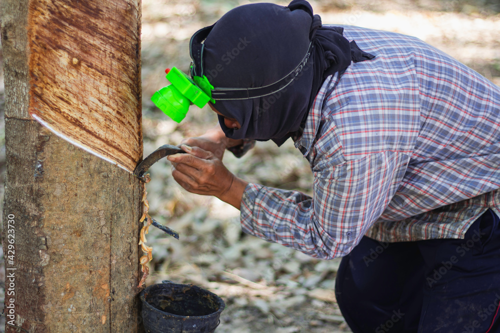 Female laborers cut rubber trees in the garden. Female workers working ...