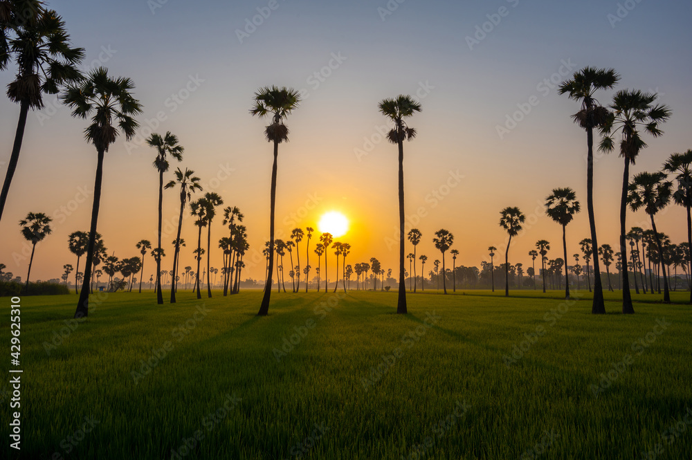 Nature sunrise landscape view of Asian Palmyra palm trees (Sugar palm ...