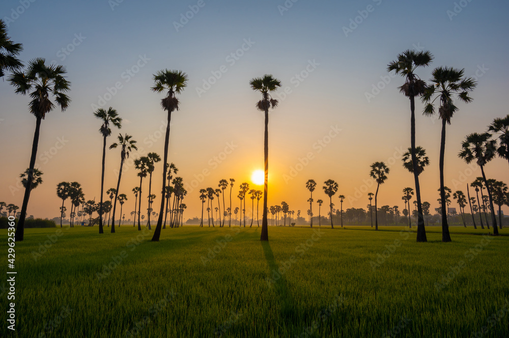 Nature sunrise landscape view of Asian Palmyra palm trees (Sugar palm ...