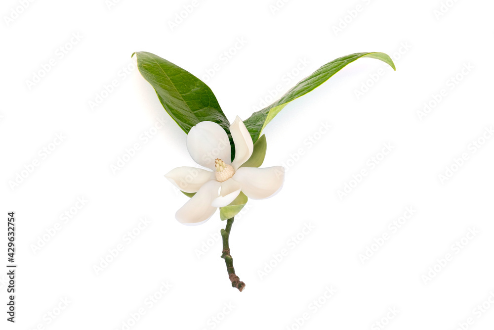 White magnolia flower (Magnolia grandiflora) on isolated white ...