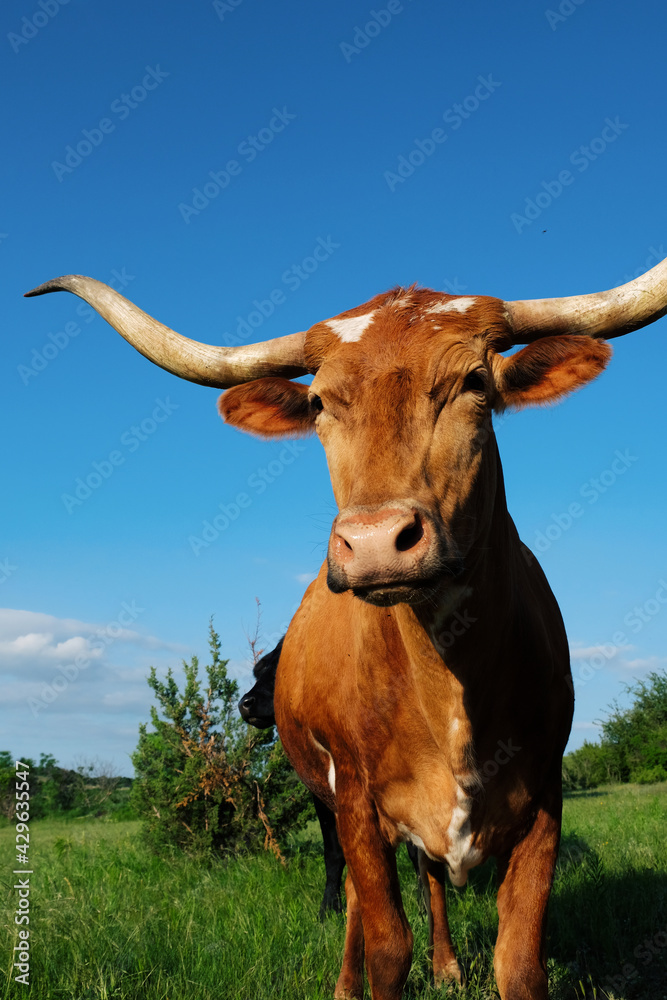 Texas longhorn cow portrait in vertical view with spring field ...