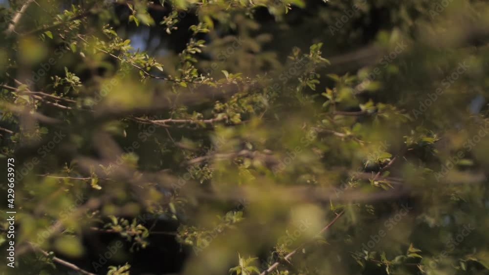 Close-up of a tree branch. Unopened buds on a young linden tree. Unripe ...