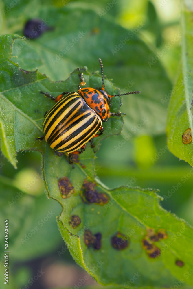 Colorado beetle sitting on a pitted potato leaf. Focus on the pest's ...