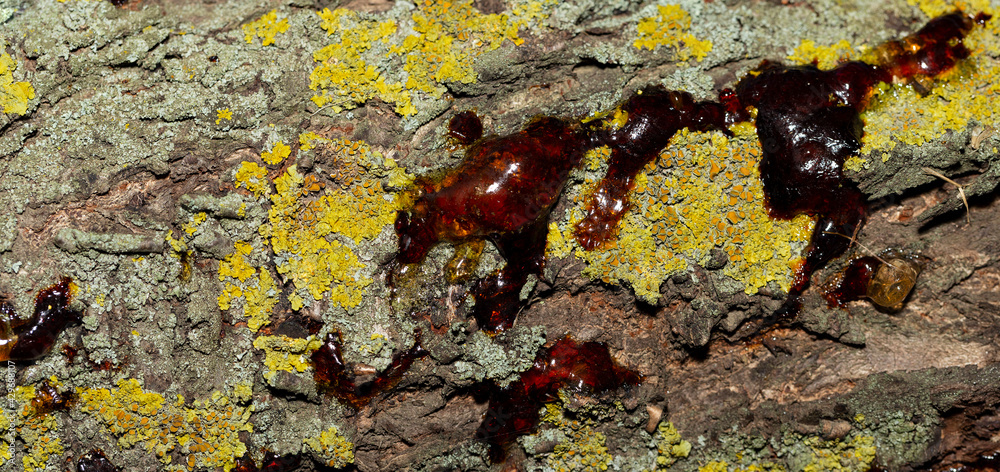 Formation of resin from the juice of a cherry tree.The tree was ...
