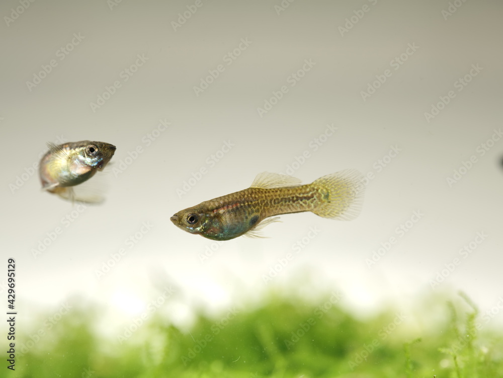 Guppy Poecilia reticulata Stock Photo | Adobe Stock
