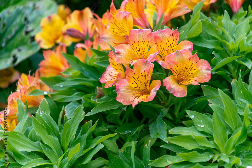 Alstroemeria sp pertenece a la familia Alstroemeriaceae Stock Photo ...