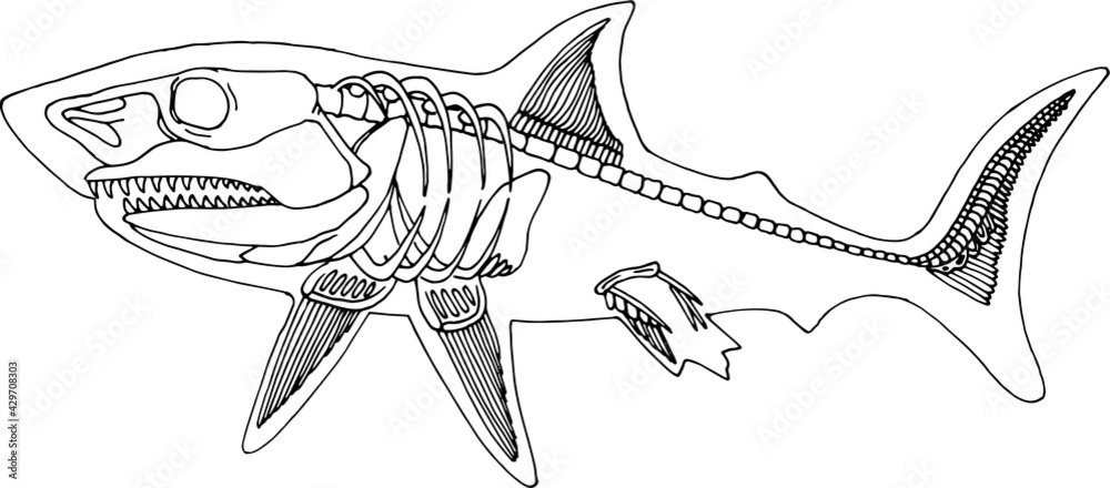 Hand draw skeleton shark. Digital doodle. Animal skull,bones Stock ...