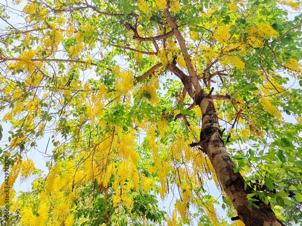Soft Golden or Indian Laburnum or Pudding-pine Tree. The Ratchapruek or ...